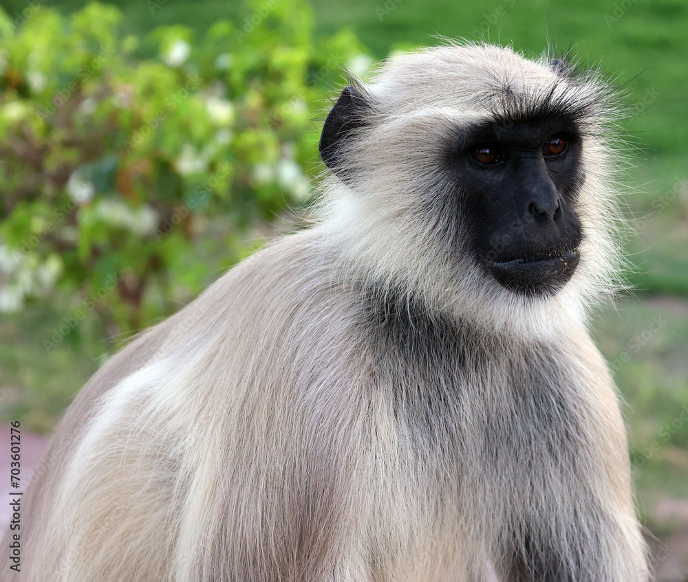 Gray langurs, also called Hanuman langurs and Hanuman monkeys, are Old World monkeys native to ...