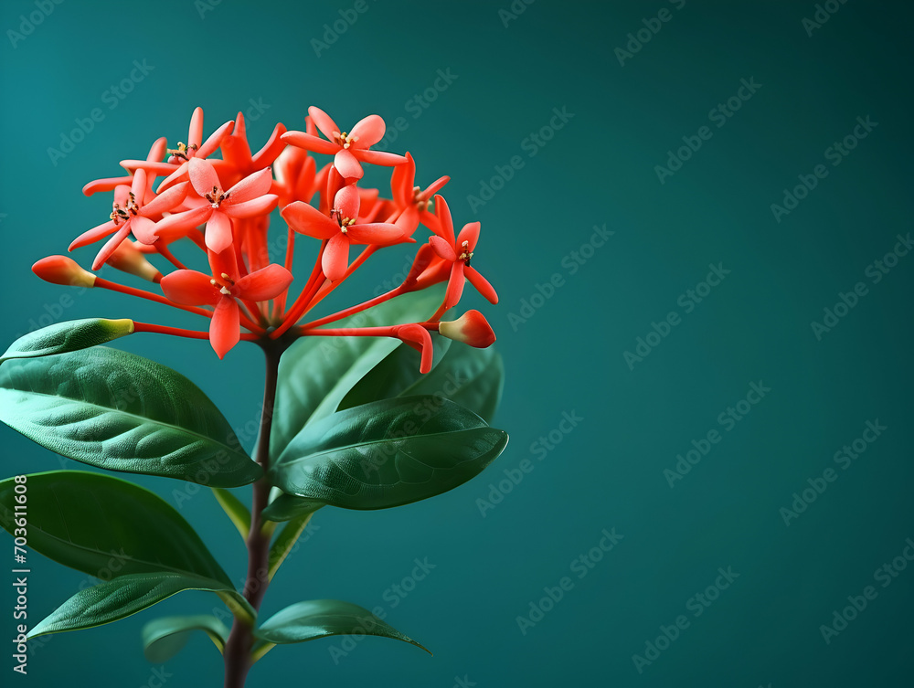 Ixora Coccinea flower in studio background, single Ixora Coccinea ...