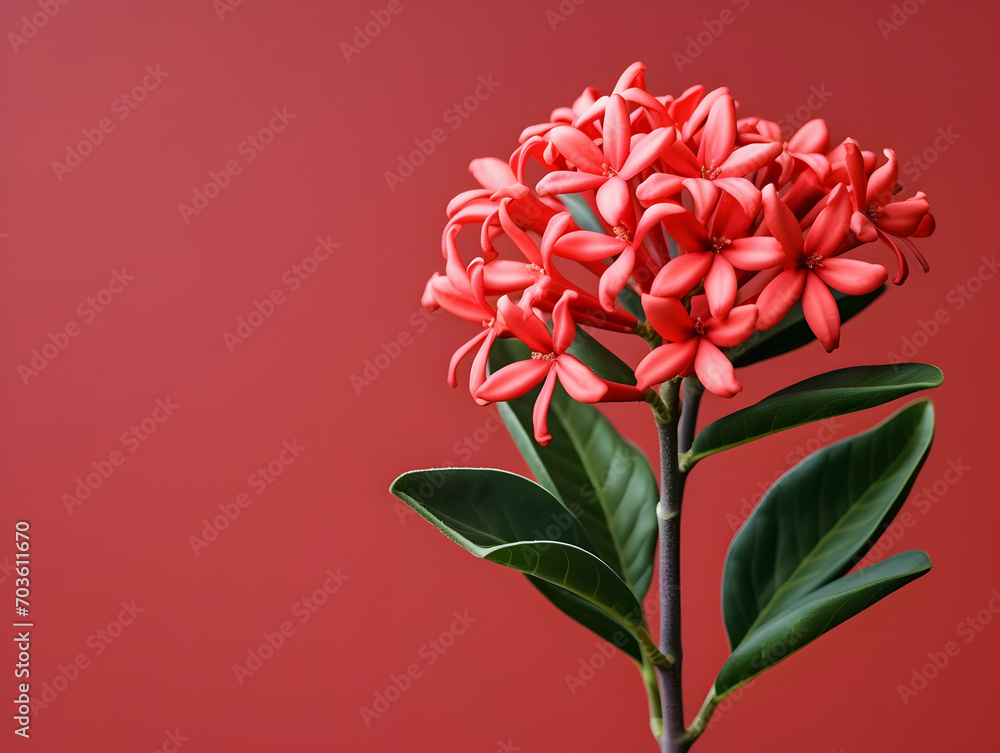 Ixora Coccinea flower in studio background, single Ixora Coccinea ...