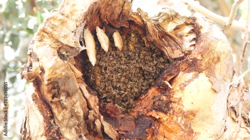 bee hive in a red gum tree hollow on a farm in australia. native bee ...