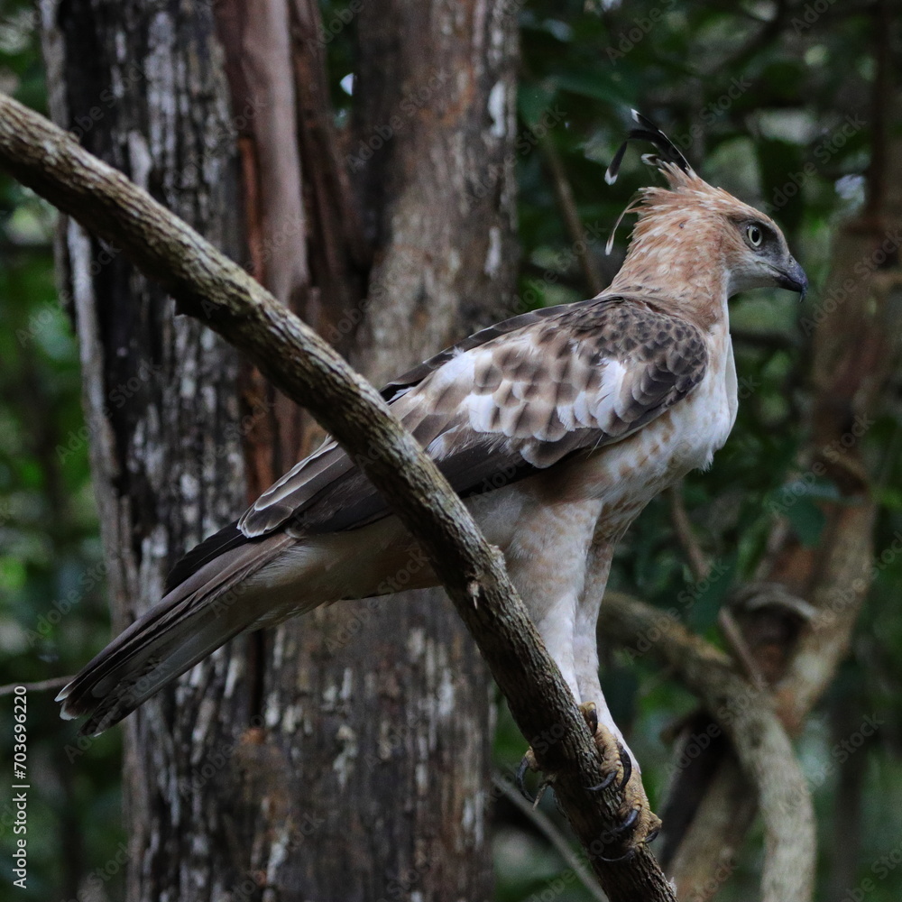 The changeable hawk-eagle (Nisaetus cirrhatus) or crested hawk-eagle is a large bird of prey ...