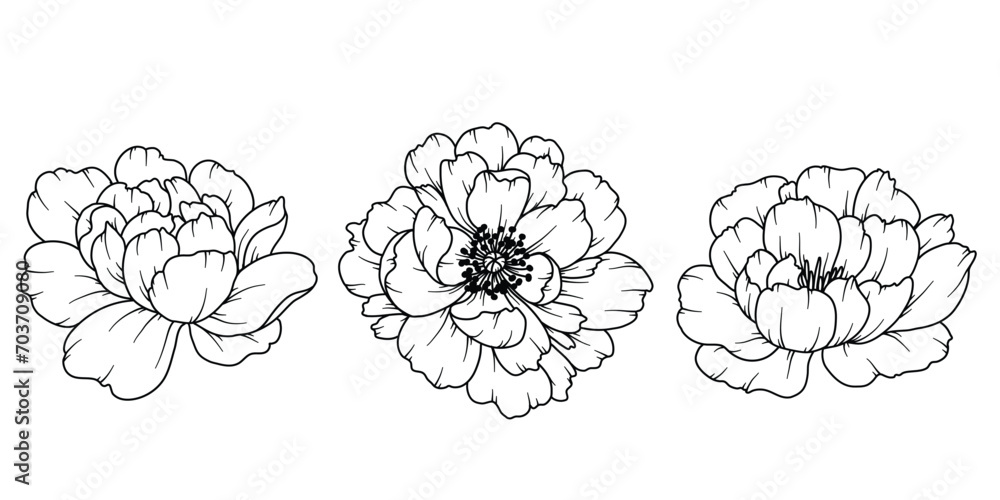 Peony Line Drawing. Black and white Floral Bouquets. Flower Coloring ...