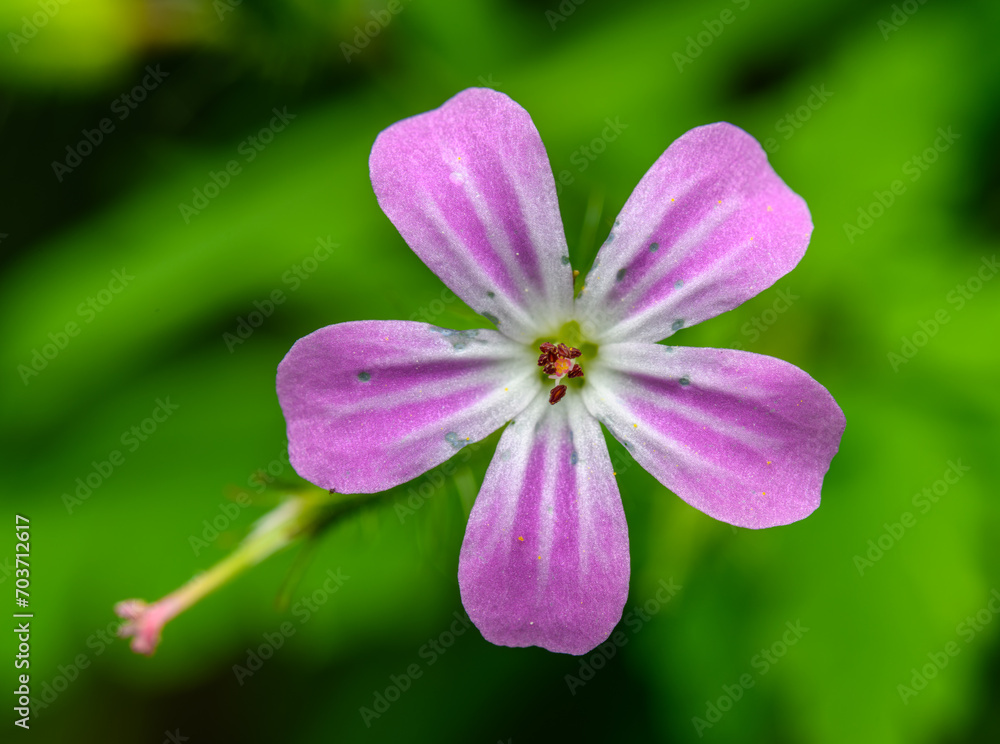 pink flower of Geranium robertianum known as herb-Robert, red robin ...