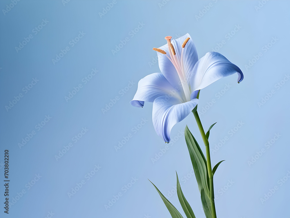 Lily flower in studio background, single lily flower, Beautiful flower ...