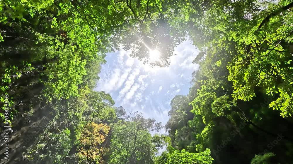 Vidéo Stock Forest canopy revealing romantic love heart made by the ...