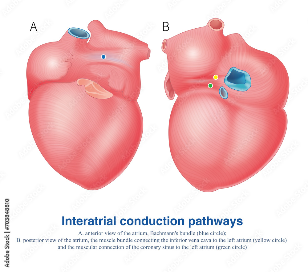 There are electrical connections in both atria anterior and posterior ...