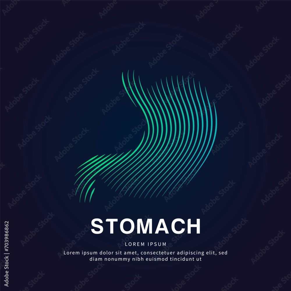 Human stomach medical structure. simple line art stomach Vector ...