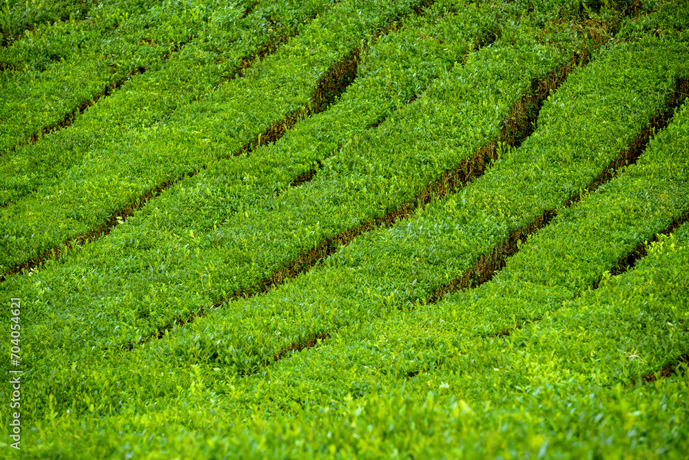 Green rows of tea plant growing on organic tea plantation. The oldest ...