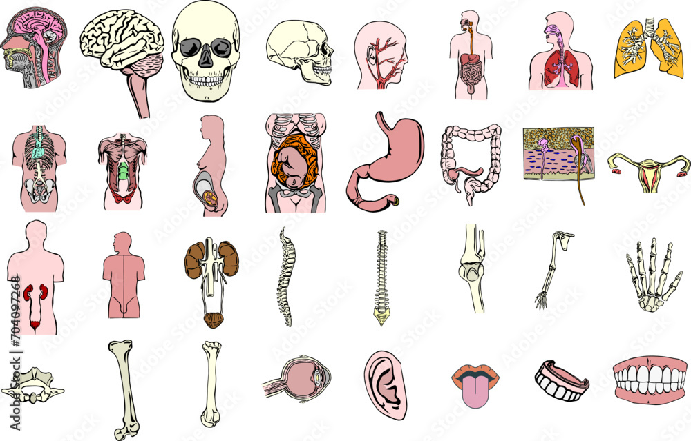 Human Anatomy Chart; Anatomical Charts, Skeletal System Charts Stock ...
