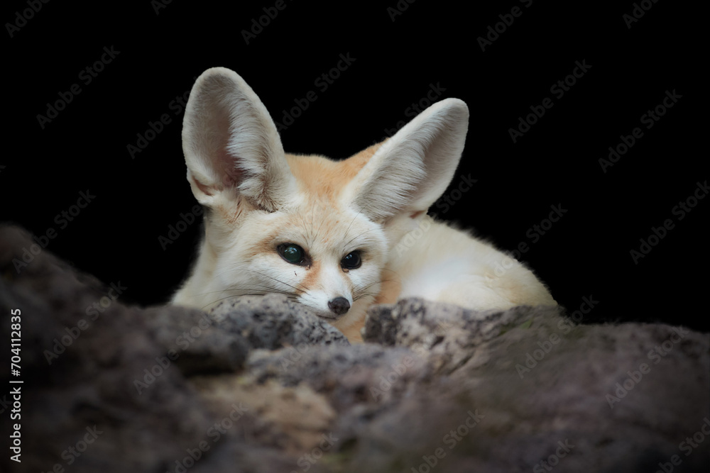 Isolated on black background: Fennec fox, Vulpes zerda, the smallest ...