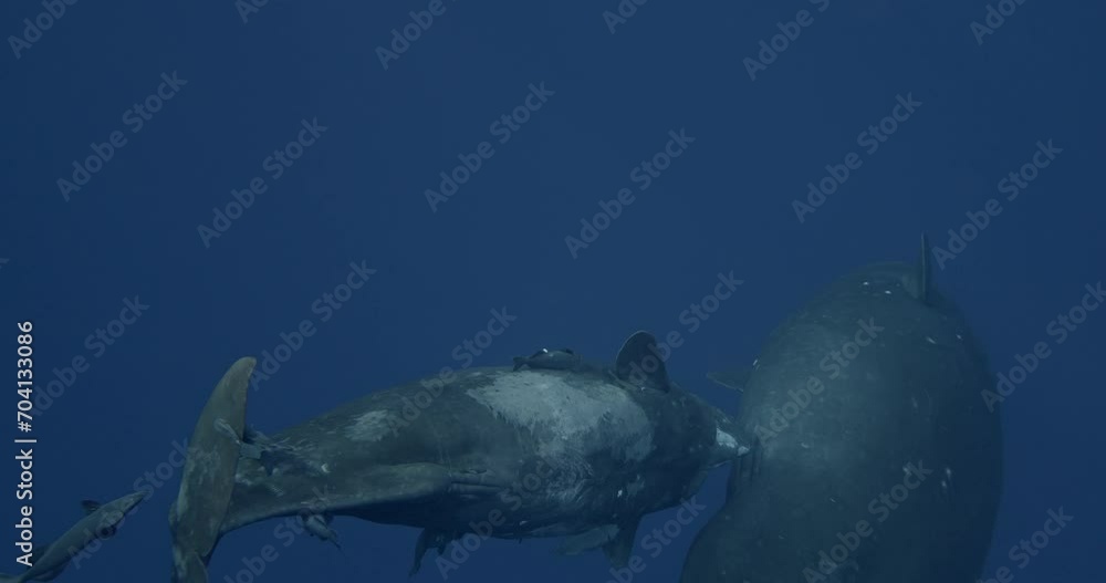 Female sperm whale nourishes baby with milk underwater in ocean ...