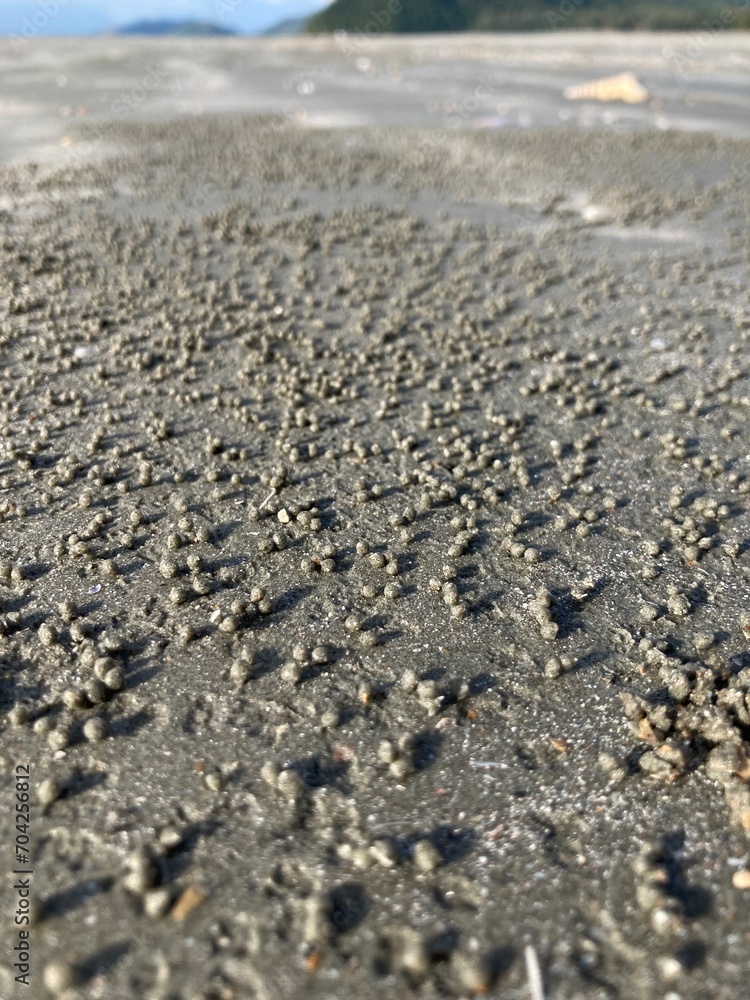 Sand bubbler crab at its hole and sand pellets around, macro photo ...