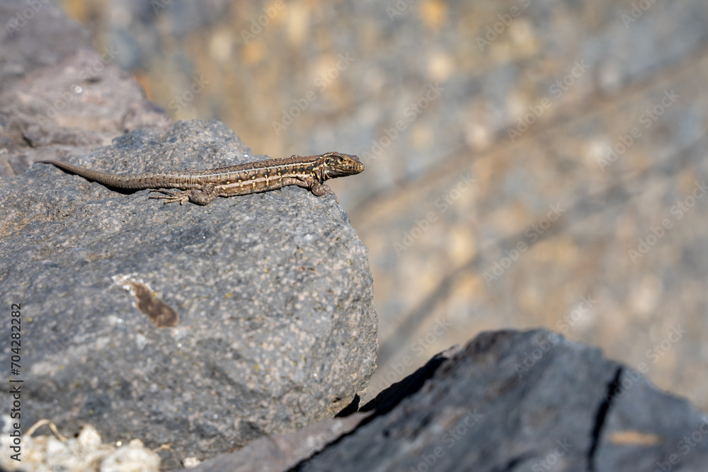 Gallotia galloti or Gallot's lizard, the Tenerife lizard, the Western ...