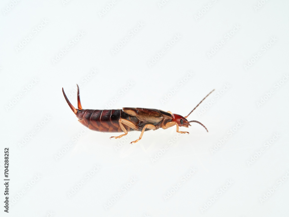 Earwigs on a white background. It is a small insects distinguished from ...