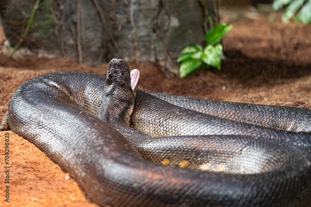 Encounter a formidable serpent, its dark coils showcasing a wide-open ...