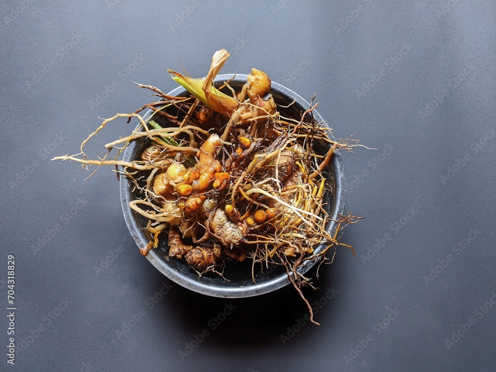 Turmeric or turmeric, (Curcuma longa Linn. syn. Curcuma domestica Val ...