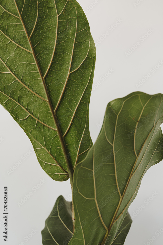 Elegant aesthetic green ficus plant leaves over white wall. Stylish ...