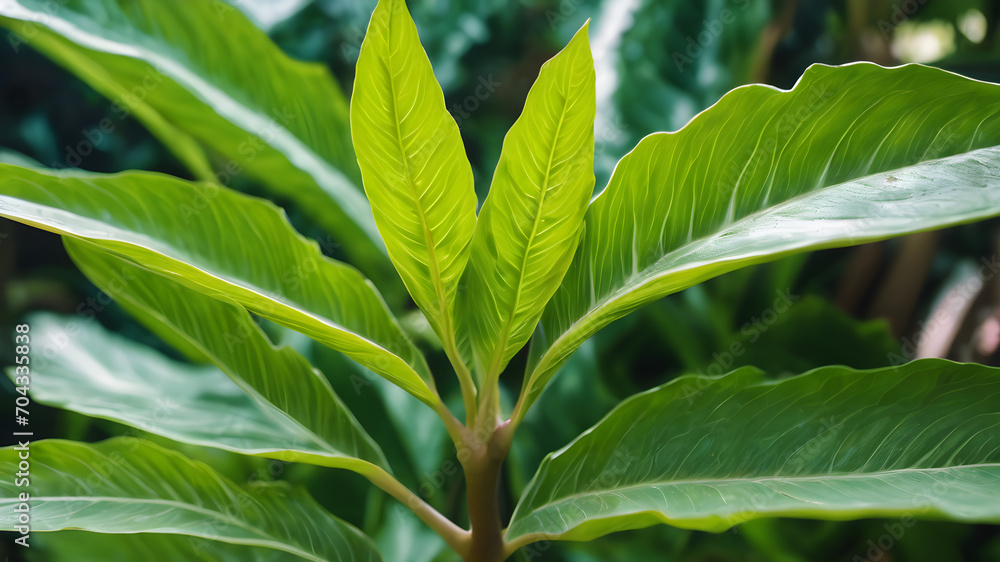 Bryophyllum plant leaves, medicine plant images, Fresh Bryophyllum ...