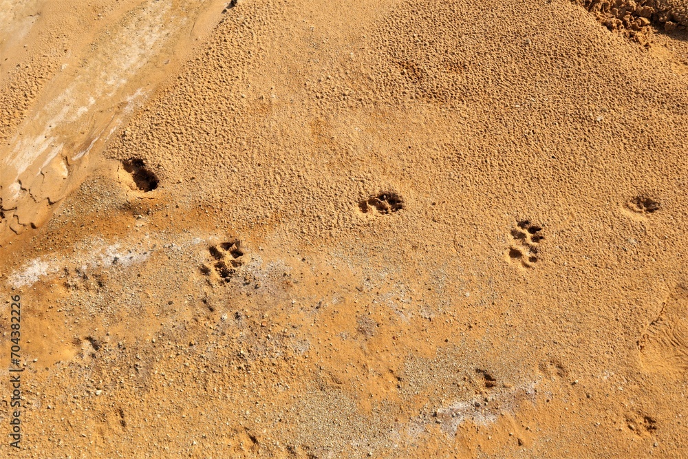 Dog footprint on the mud, sand soil. Footprint dog on the earth. Animal ...