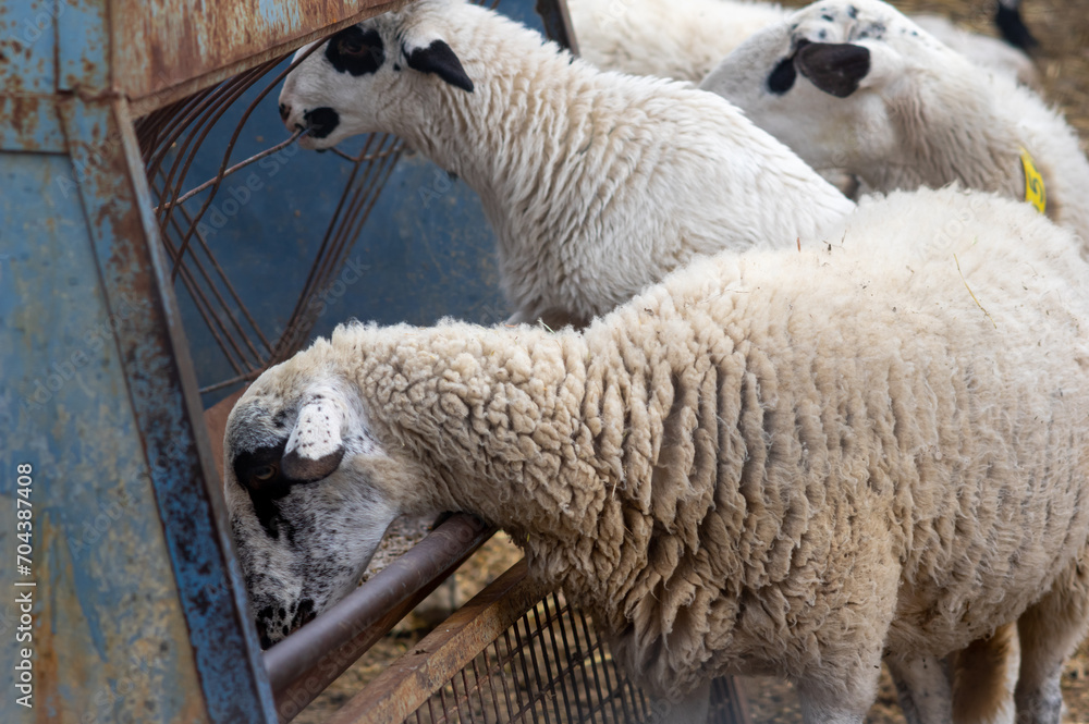 flock of sheep with yellow tags on their ears, they eat feed in a ...