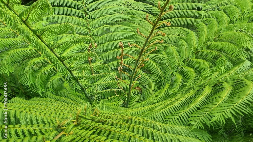 Common tree fern (Cyathea dregei) leaves in a grass field. Close up ...