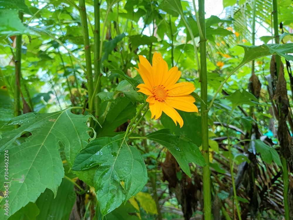 Tithonia diversifolia is a species of flowering plant in the family ...