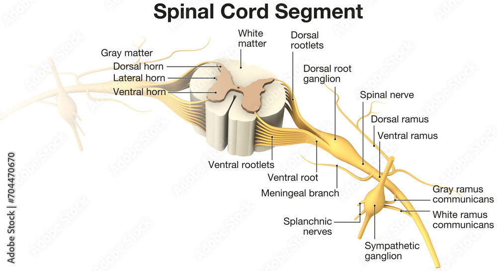 Spinal Cord Segment. Labeled 3D illustration Stock Illustration | Adobe ...