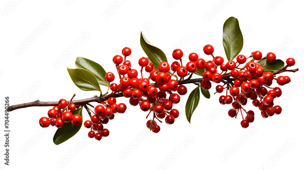 Mistletoe, transparent background, high-resolution image, holiday ...