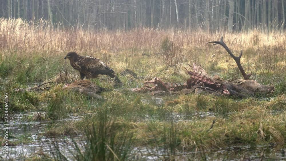 Vidéo Stock A golden eagle, Aquila chrysaetos, eats a dead deer with ...