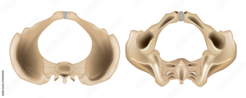 Anatomy of the Pelvis Superior view and Inferior view. Pelvis ...