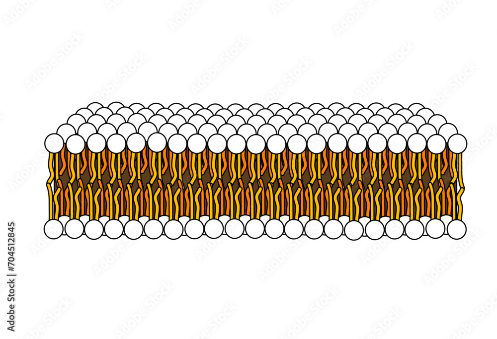 Structure of Phospholipid Molecule in Bilayer .Vector illustration. Stock Vector | Adobe Stock