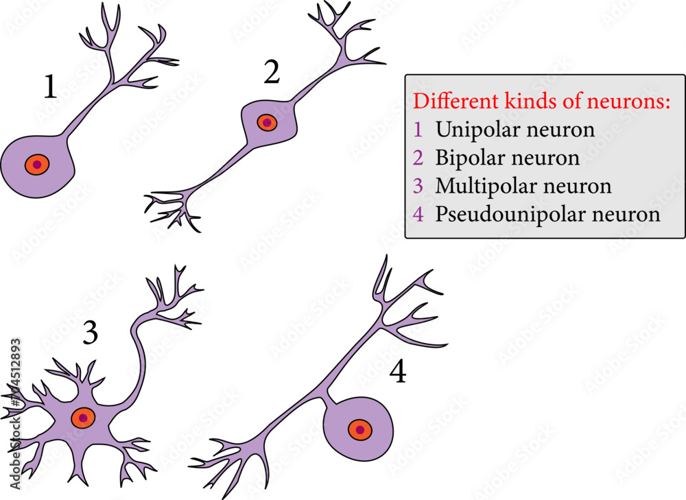 kinds of neurons: Unipolar neuron , Bipolar neuron , Multipolar neuron ,Pseudounipolar neuron ...