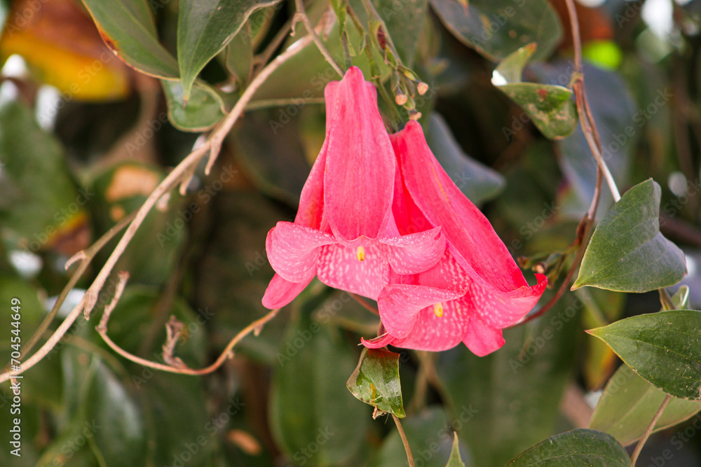 Copihue rojo en plena floración, epoca de verano. Flor típica de Chile ...
