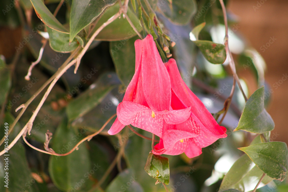 Copihue rojo en plena floración, epoca de verano. Flor típica de Chile ...