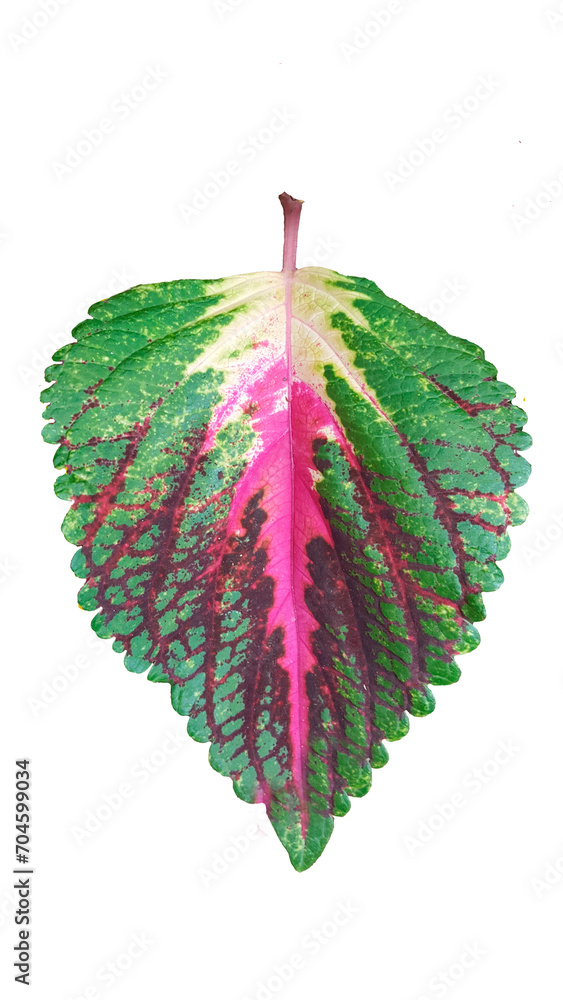 Folha de planta decorativa coleus de java, de cores verde, vermelho ...