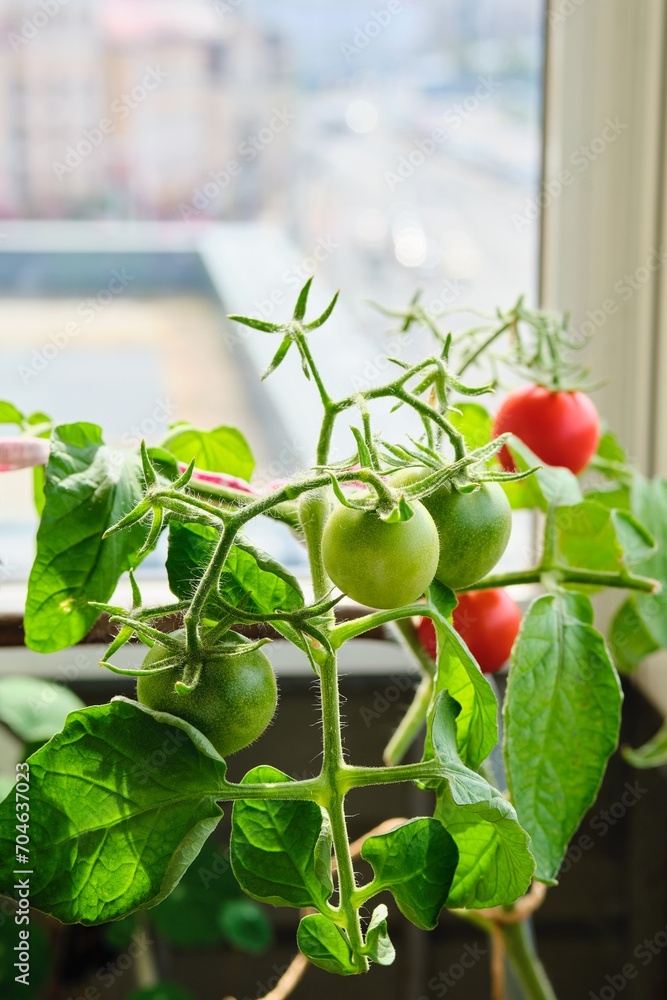 Growing cherry tomatoes in pots with soil on the glazed balcony of a multi-story building ...