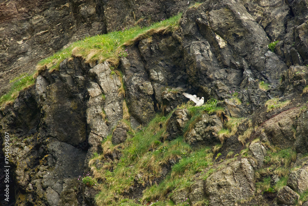 Nistplatz von Möwen in einer Felswand am Gobbins Cliff auf Nord Irland ...
