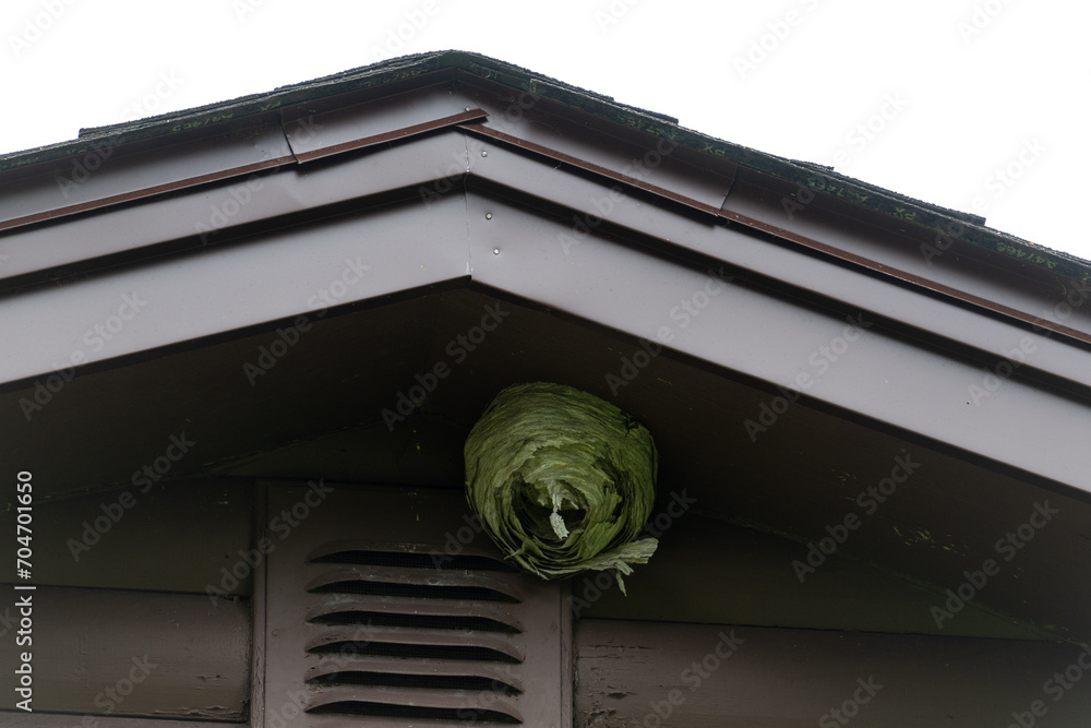 A large wasp hornet's nest is attached to the eave of a house. The grey ...