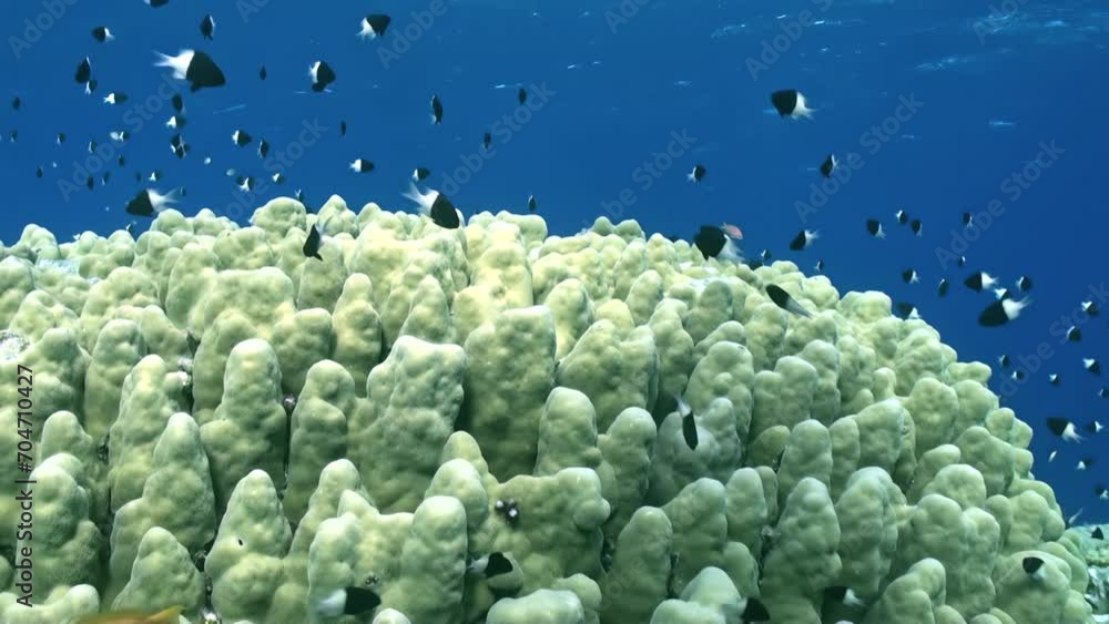 Beauty of underwater coral reefs lies in their diverse inhabitants and ...