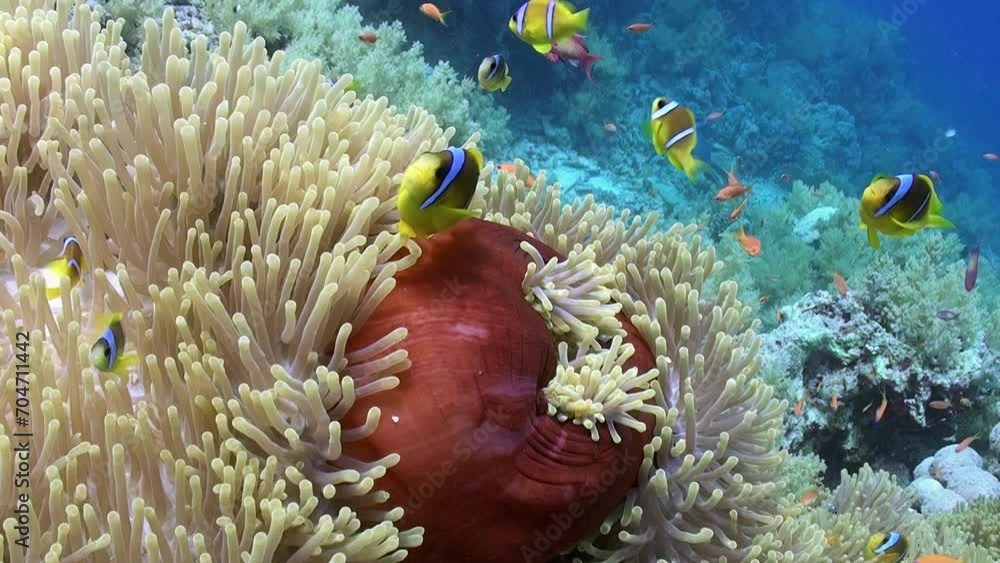 Vidéo Stock Symbiotic relationship between anemone and clown fish in ...