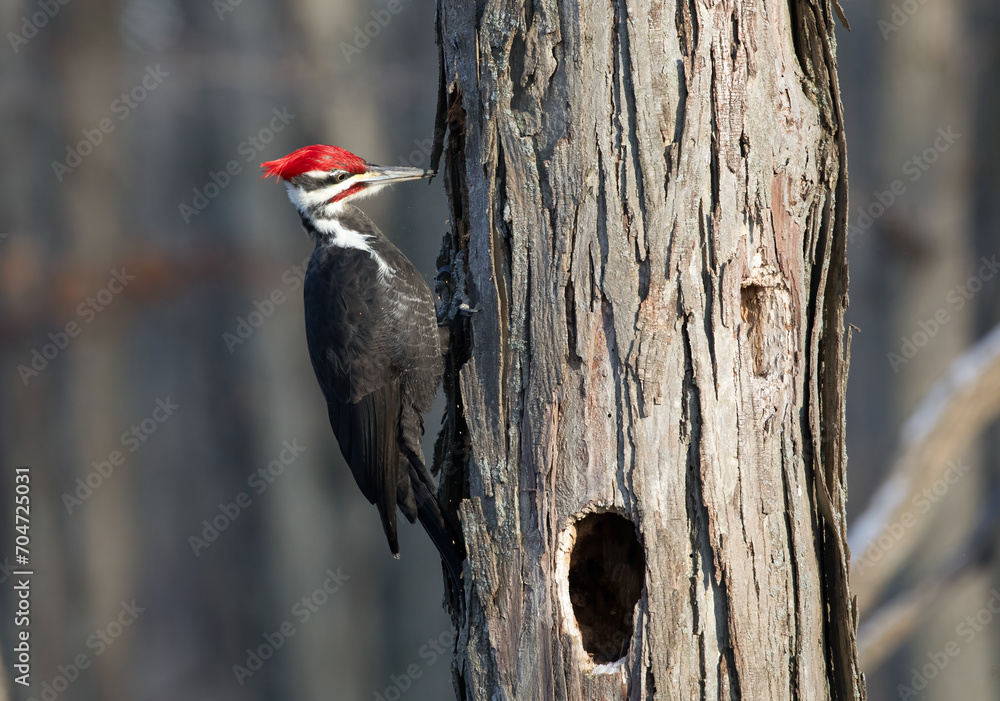 Woodpecker Bird on a Tree. Pileated Woodpecker (Dryocopus pileatus) A ...