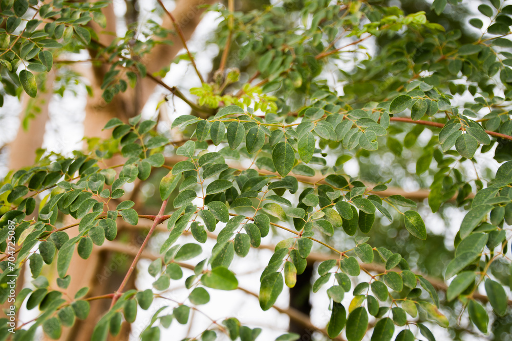 Moringa Oleifera leaves, Indian sajna leaves Stock Photo | Adobe Stock