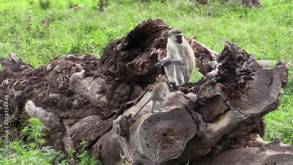 Female Vervet monkey with a baby on the root of a fallen tree. Juvenile ...