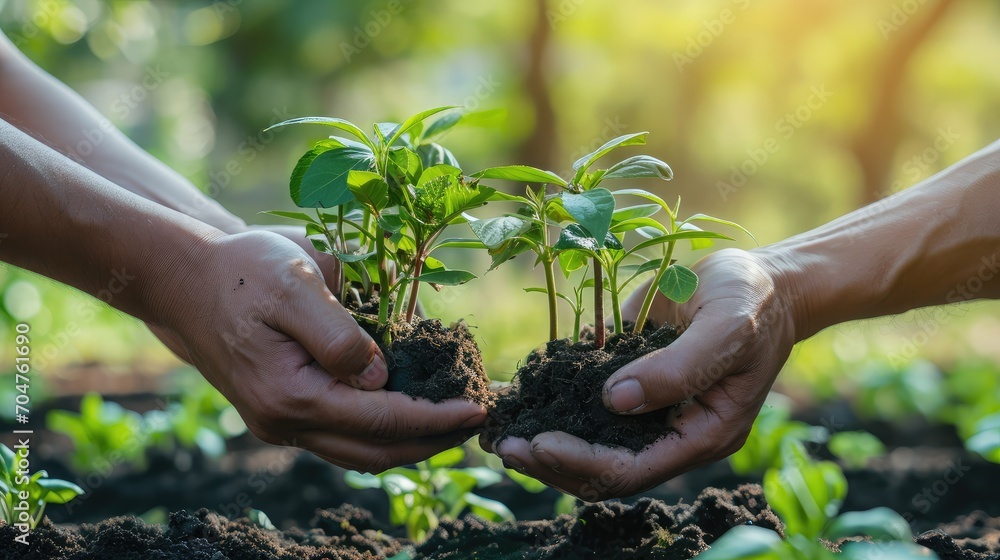 Two hands of the men was carrying of potting seedlings to be planted ...