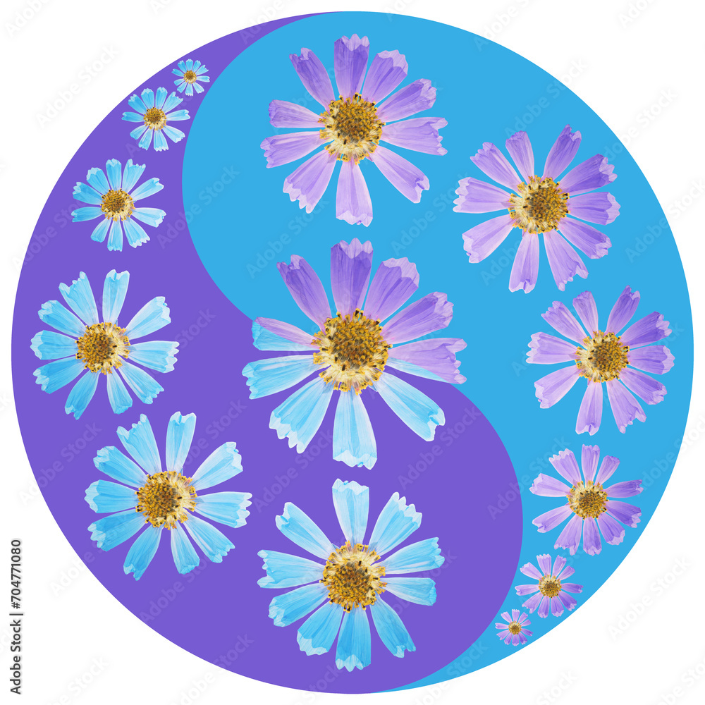 Floral symbol Yin-Yang. Cosmos, Kosmeya. Geometric pattern of Yin-Yang ...