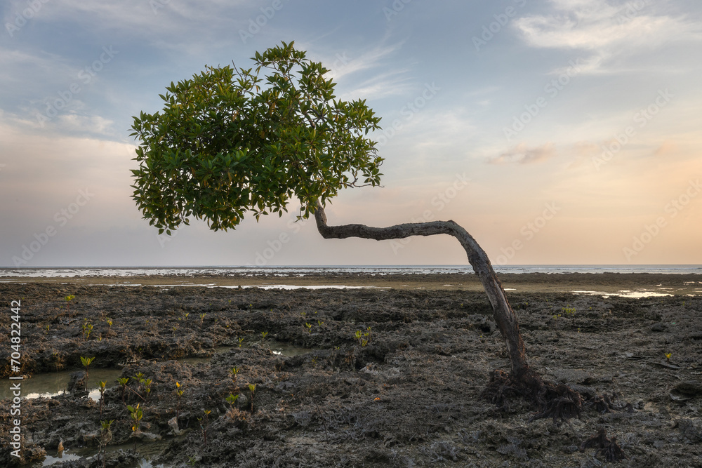 Solitary mangrove tee on the rocky coast of Neil or Shaheed dweep ...