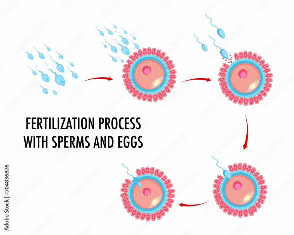 Vecteur Stock Fertilization process with sperm egg and zygote Sperm and ...