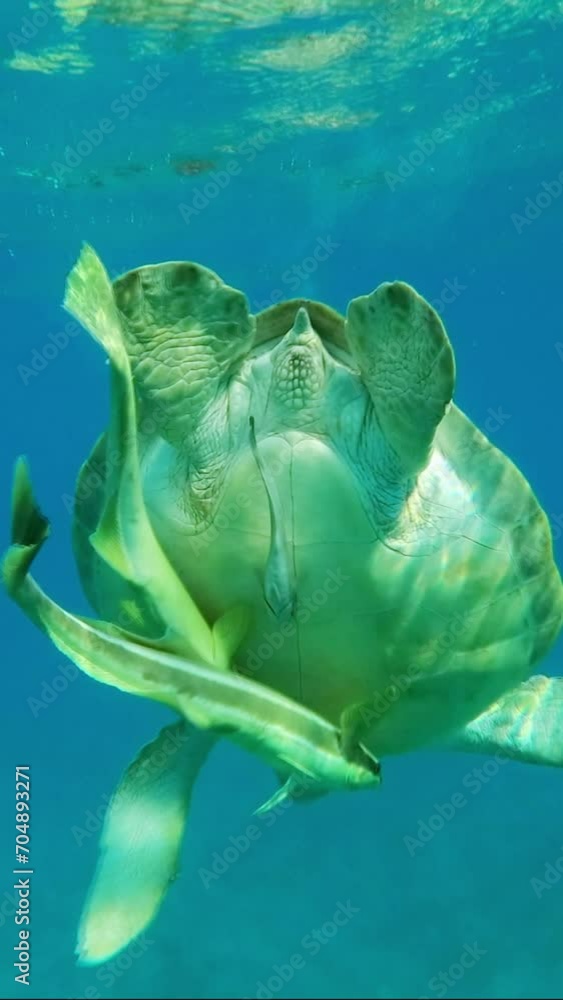 Vertical video, Back view of Green Sea Turtle with Remora fish under ...