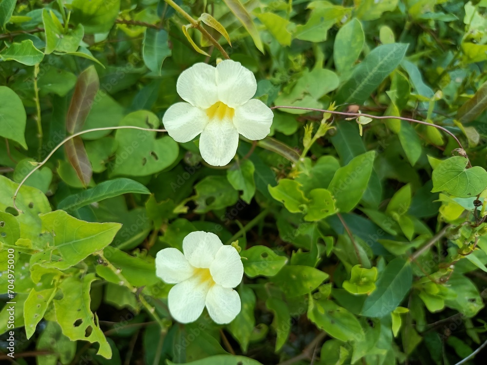 Asystasia gangetica is a species of plant in the family Acanthaceae. It ...