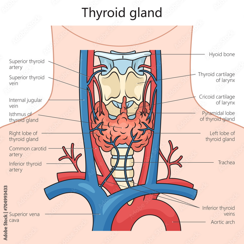 Human thyroid gland structure diagram hand drawn schematic raster ...